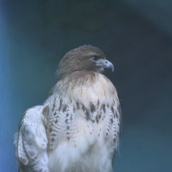 RAPTOR TRUST - Updated October 2025 - 53 Photos & 36 Reviews - 1390 ...