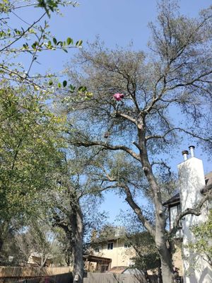 NOR CAL TREE EXPERT - Updated November 2025 - Red Bluff, California ...