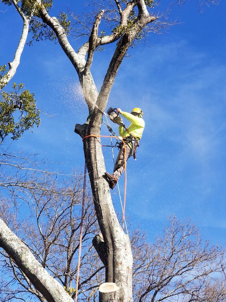 CLEAN CUT TREE CARE - Updated October 2025 - 25 Photos - Hartwell ...