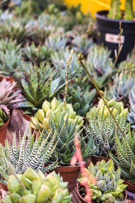 JUNGLE BOX - Updated December 2025 - 140 Photos & 42 Reviews - 1735 E ...