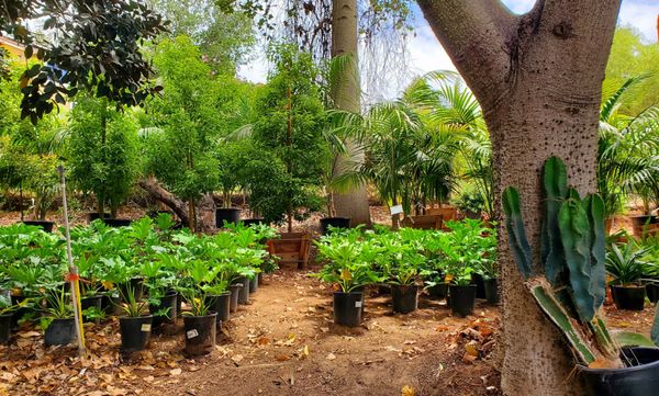 GANTER NURSERY - Updated December 2025 - 102 Photos & 38 Reviews - 3016 ...