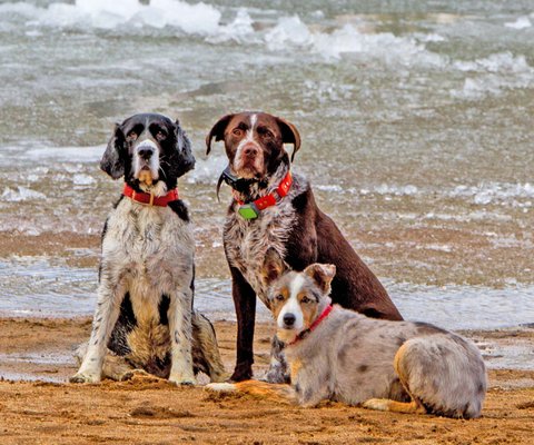 IDAHO HUMANE SOCIETY - Updated April 2024 - 22 Photos & 16 Reviews ...