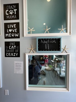 TOE BEANS AND DREAMS ADOPTION CAFE - 53 Photos & 20 Reviews - 98-199 ...