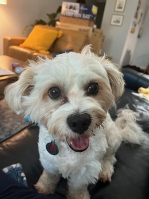 HUMANE RESCUE ALLIANCE - Updated May 2025 - 25 Photos & 119 Reviews ...