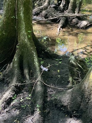 FRANCIS BEIDLER FOREST AUDUBON CENTER - Updated Jun 2024 - 72 Photos & 14 Reviews - 336 ...