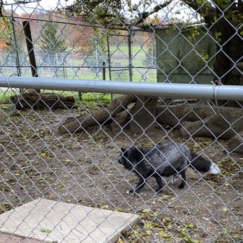 WOLF PARK - Updated December 2025 - 99 Photos & 32 Reviews - 4004 E ...