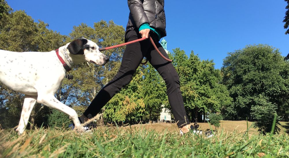 PAW PAW DOG WALKING AND PET CARE - Updated June 2025 - 46 Reviews ...