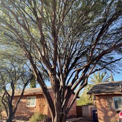 TREE MONKEY TREE TRIMMING - 36 Photos & 44 Reviews - Tucson, Arizona ...