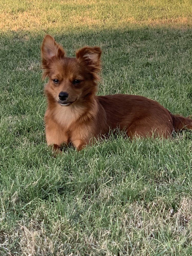 PUPPY TREASURES SMALL DOG RESCUE - Updated January 2026 - 22 Photos ...