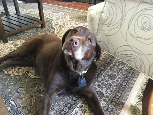 STRUT ANIMAL MOBILITY SPECIALISTS - 22 Webb Barn Lane, Kennett Square ...