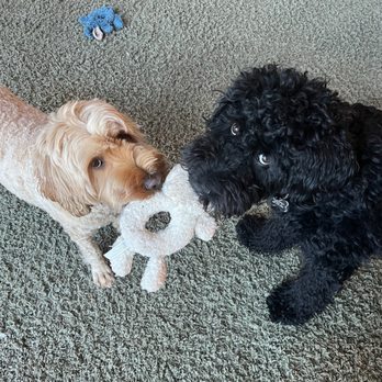 CALIFORNIA DOODLE RESCUE - Updated October 2024 - 14 Photos & 12 ...