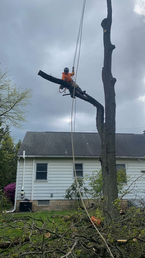 MANNY’S LAWN & TREE SERVICE - Updated June 2024 - 10 Photos - Allentown ...
