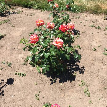 MAPLEWOOD ROSE GARDEN - Updated October 2025 - 109 Photos & 11 Reviews ...