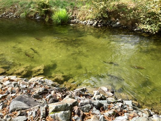 CHEHALIS RIVER SALMON AND TROUT ENHANCEMENT FACILITY - Updated December ...