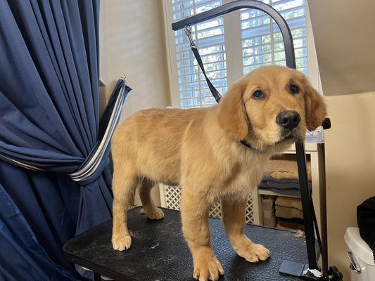 GRAHAM’S ELITE GROOMING - Updated December 2025 - 51 Photos - Aberdeen ...