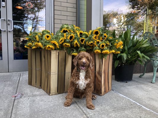 SUTTON FLORIST - Updated December 2025 - 17 Reviews - 60 Memorial Hwy ...