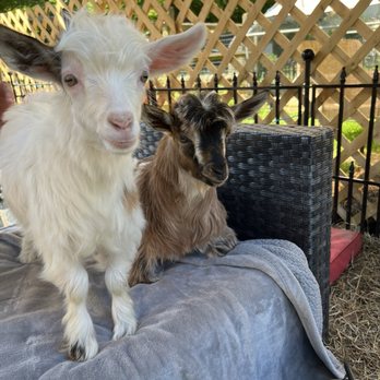 ROSE BRIDGE FARM & SANCTUARY - Updated September 2025 - 240 Photos & 86 ...