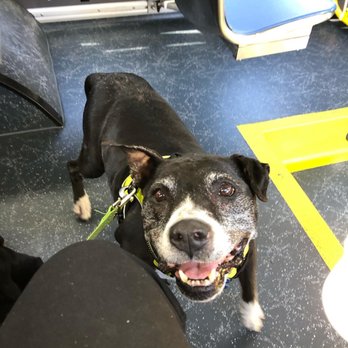 MUTTVILLE SENIOR DOG RESCUE - Updated April 2025 - 308 Photos & 161 ...