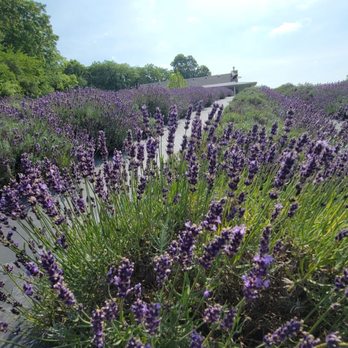 SUNSET RIDGE LAVENDER FARM - Updated December 2025 - 17 Photos - 6360 ...