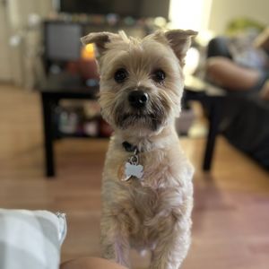 BLUE SKY PUPPIES ORLANDO - Updated March 2025 - 38 Photos & 44 Reviews ...