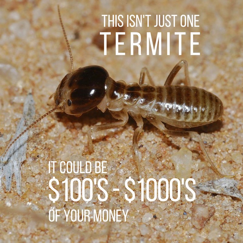 SHELL PEST CONTROL - Updated August 2025 - 77 Taylor Ave, Manasquan ...