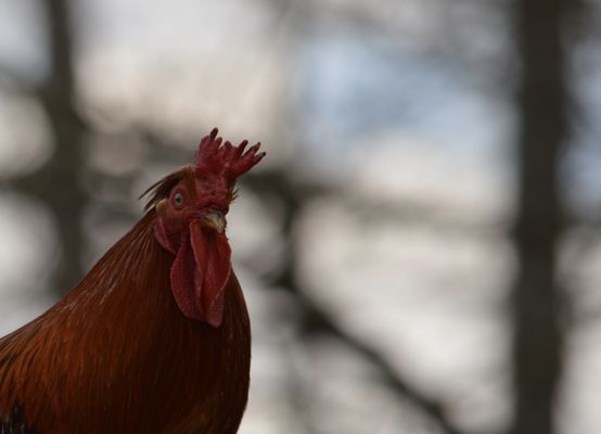 NOAH’S ARK ANIMAL SANCTUARY - 171 Photos & 49 Reviews - Animal Shelters ...