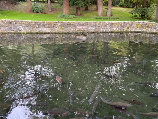 CASCADE FISH HATCHERY - Updated December 2025 - 74152 NE Eagle Creek Lp ...