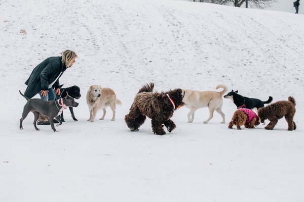 K9 KATE’S PET SERVICES - Updated September 2025 - 31 Photos - Toronto ...