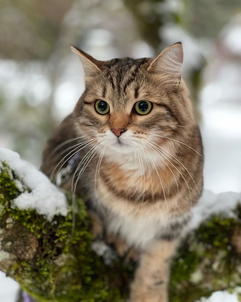 TIMBER FROST SIBERIAN FOREST CATS - Updated October 2025 - Eagle Creek ...