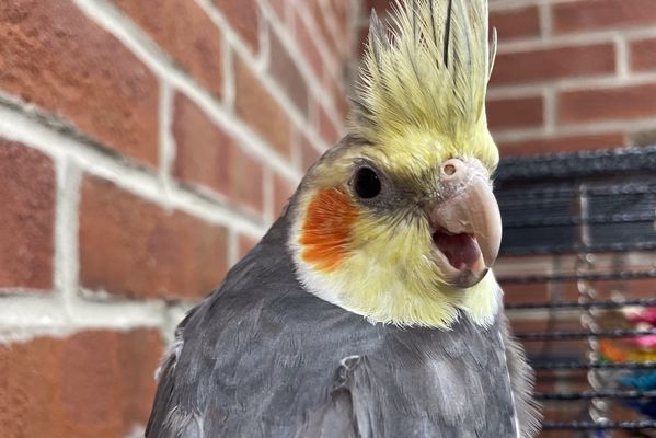 PARROT STARS - Updated March 2025 - 145 Photos & 37 Reviews - 115 N ...