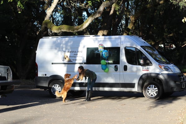 THE GRATEFUL DOG GROOMING - Updated December 2025 - 26 Photos & 28 ...