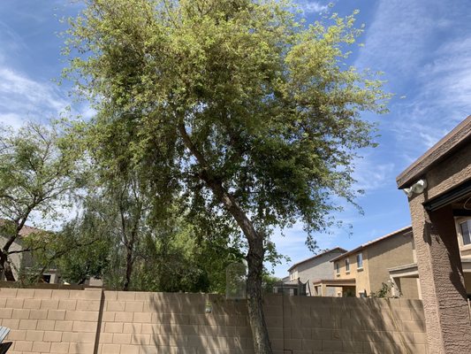 ARBOR CARE TREE SERVICE - 260 Photos & 330 Reviews - Tempe, Arizona ...