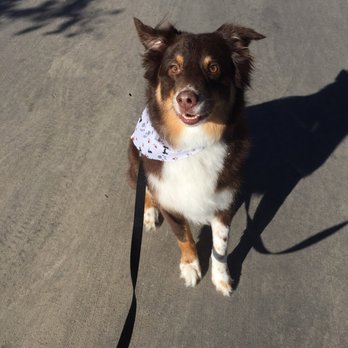 DOGS RULE RESORT - Updated October 2025 - 26 Photos & 62 Reviews - 5701 ...