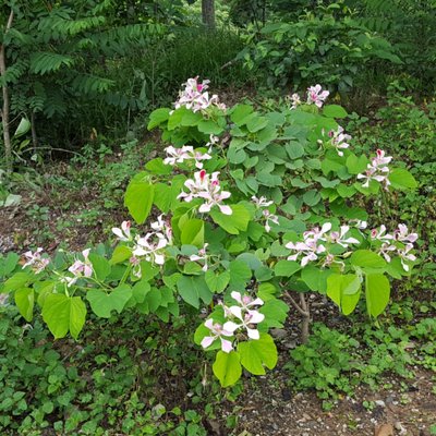 JESSE DURKO’S NURSERY - 92 Photos & 30 Reviews - 5151 SW 70th Ave ...