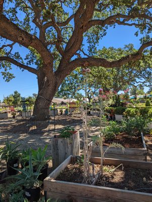 ALDEN LANE NURSERY - Updated July 2024 - 349 Photos & 209 Reviews - 981 ...