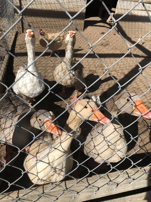 CARRIAGE SHACK FARM - Updated October 2025 - 53 Photos & 43 Reviews - 5 ...