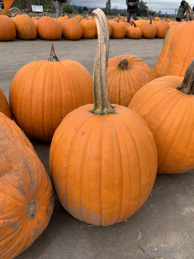 KNUTSON FARMS - Farms - 16406 78TH ST E, Sumner, WA - Phone Number - Yelp