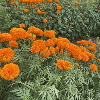 SANCHEZ PRODUCE - Updated January 2026 - 65 Photos & 23 Reviews - 16230 ...