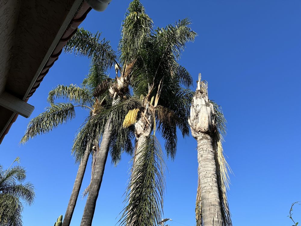 SUTTON TREE SERVICE - Updated May 2026 - 60 Reviews - 2236 S Santa Fe ...