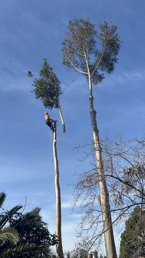 CASTILLO TREE SERVICE - 157 Photos & 131 Reviews - 25798 Franklin Ave ...