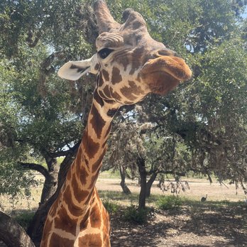 OX RANCH - Updated October 2025 - 109 Photos & 36 Reviews - 1946 ...