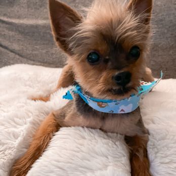 PAWS R US - Updated July 2025 - 87 Photos & 53 Reviews - 7955 N Cedar ...