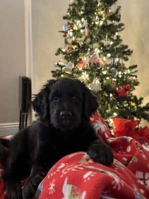 CALIFORNIA DOODLE RESCUE - Updated July 2025 - 63 Photos & 61 Reviews ...