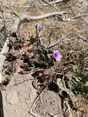 CARPINTERIA BLUFFS NATURE PRESERVE - Updated April 2025 - 215 Photos ...