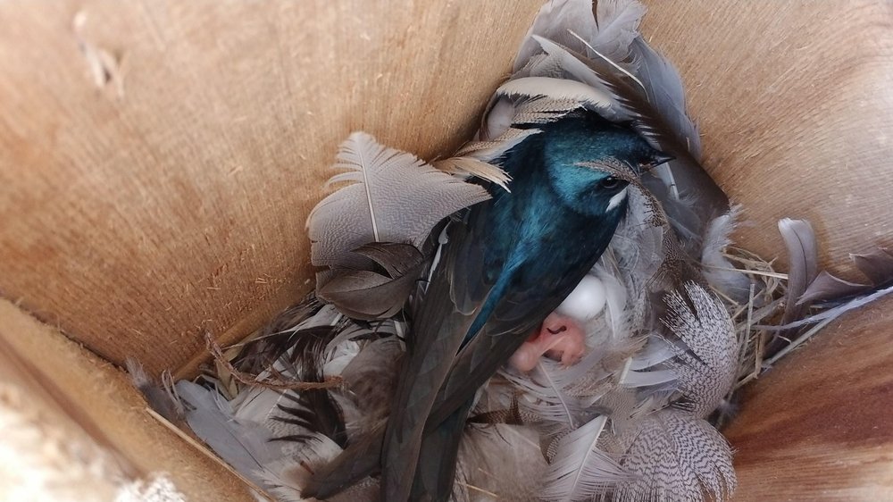 BIRDS & BEES - Updated February 2025 - Calgary, Alberta - Art ...