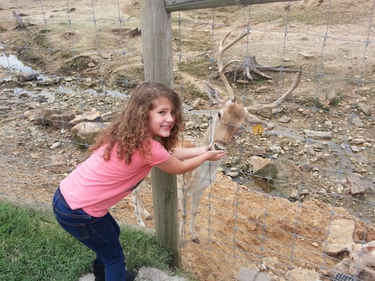 LAZY L SAFARI - Updated December 2025 - 2763 County Rd 618, Cape ...