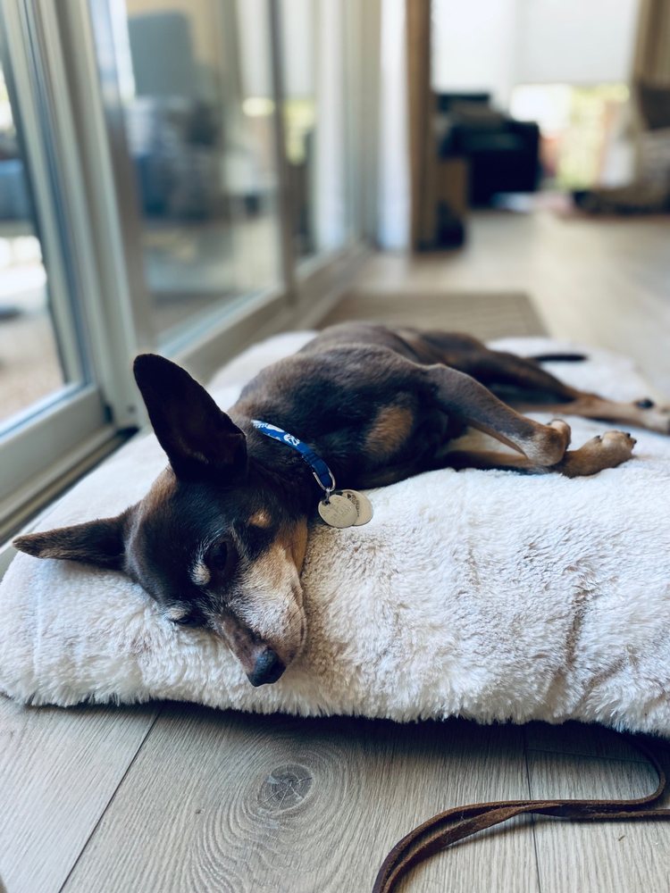 CRITTER SITTERS - Updated July 2025 - 38 Photos & 67 Reviews - Lake ...