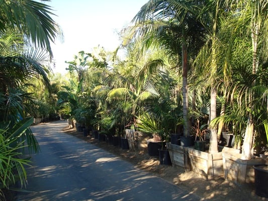 HANYAK PALMS - Updated September 2025 - 20 Photos & 10 Reviews - 3139 E ...