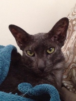 ANGELS VET EXPRESS - Updated June 2026 - 11 Photos & 33 Reviews - 11519 ...