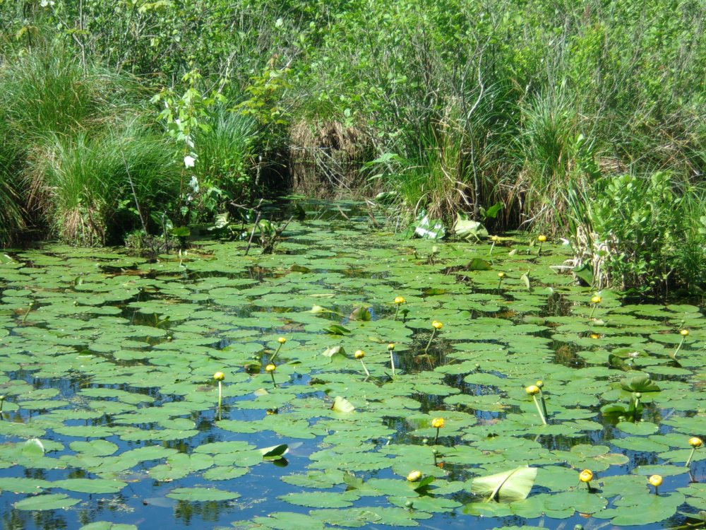 THE KNAPP TRAIL - 13 Photos - Hedgehog Ln & Victoria Ln, Simsbury ...